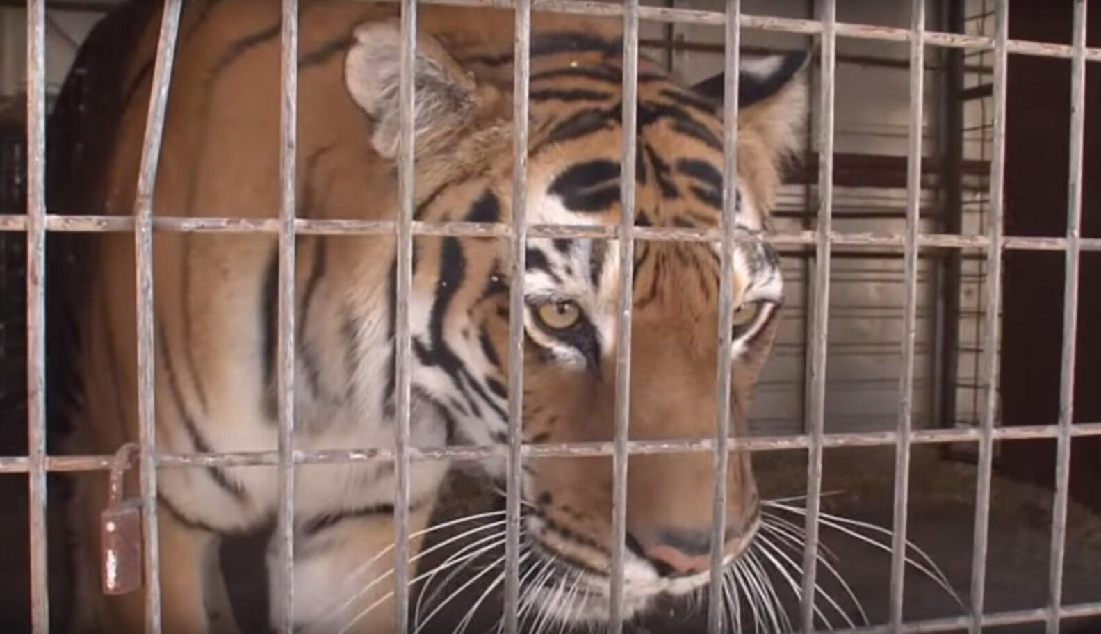 Tiger Freed From Circus Cage Touches Grass For The First Time - The Dodo
