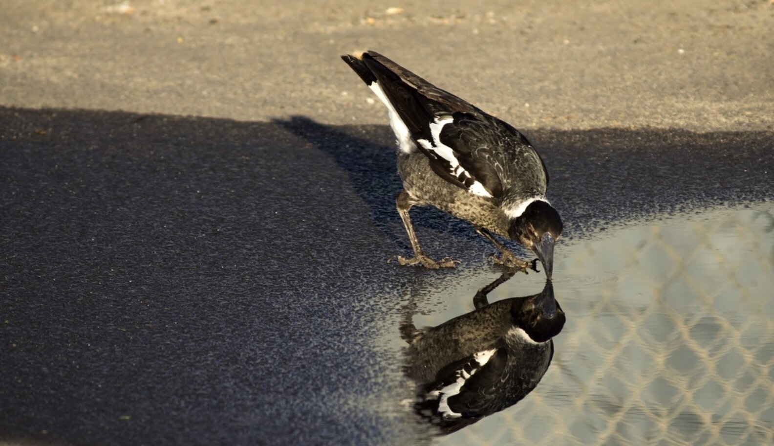 Animals Recognize Themselves In The Mirror In Brief Magical Moments ...