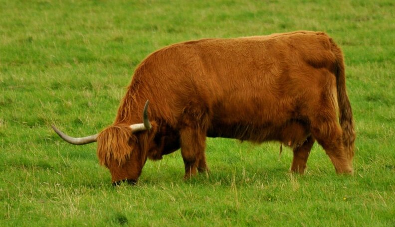 "Cowspiracy" - The Dodo