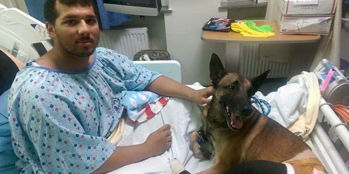 Dog Honored With Purple Heart Never Leaves His Soldier's Side - The Dodo