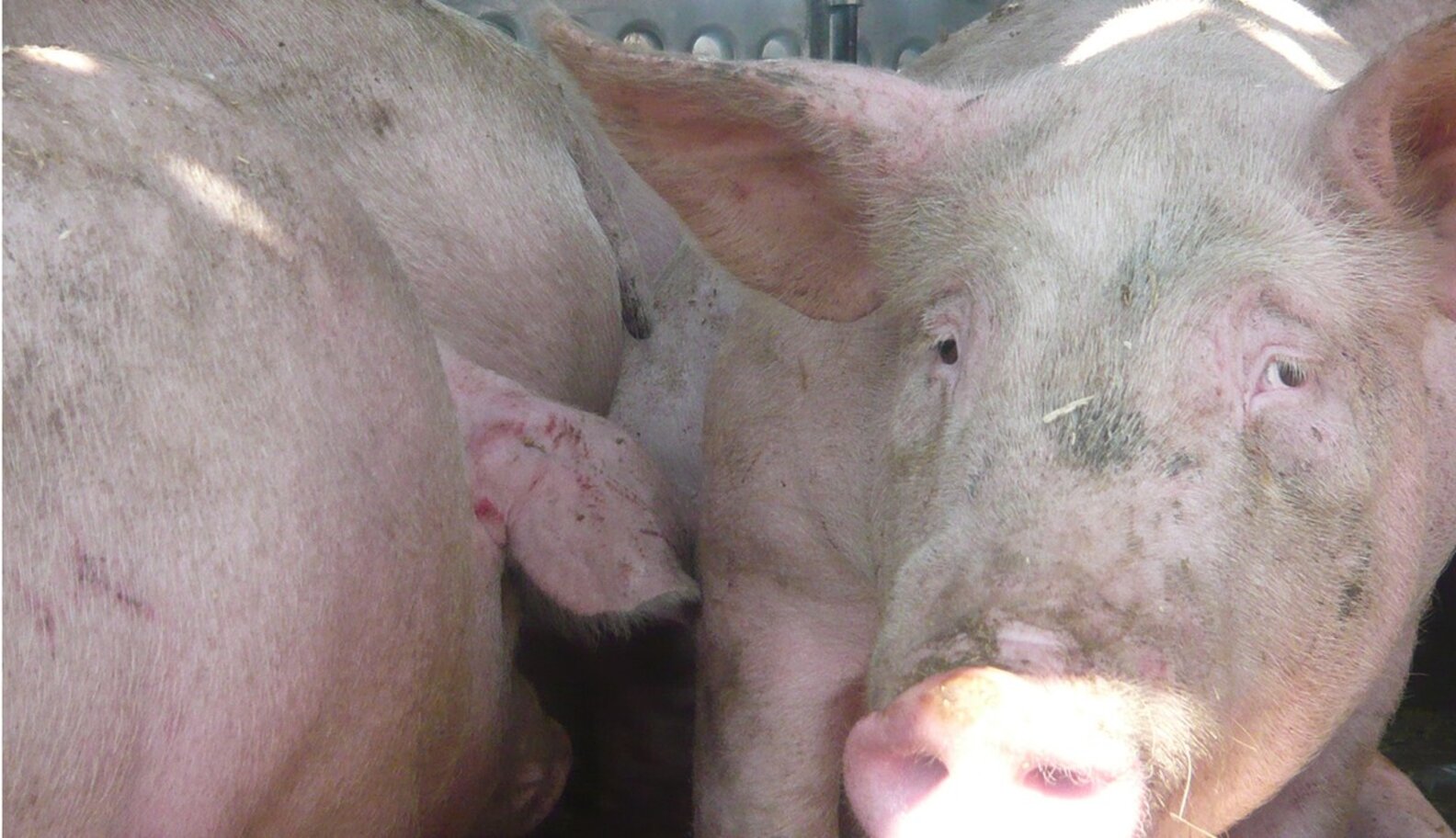 When making mischief for pigs, where is the real crime? - The Dodo