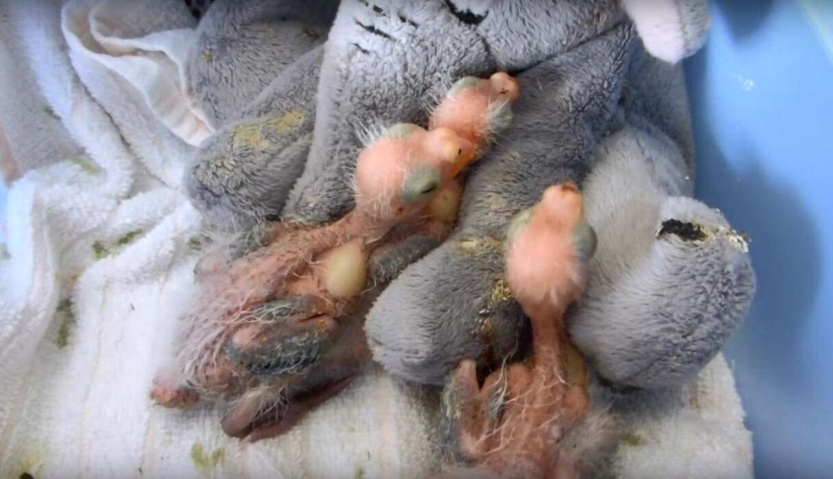Snuggles Baby Bird Cuddling How To Raise A Snuggly Bird: 13 Steps