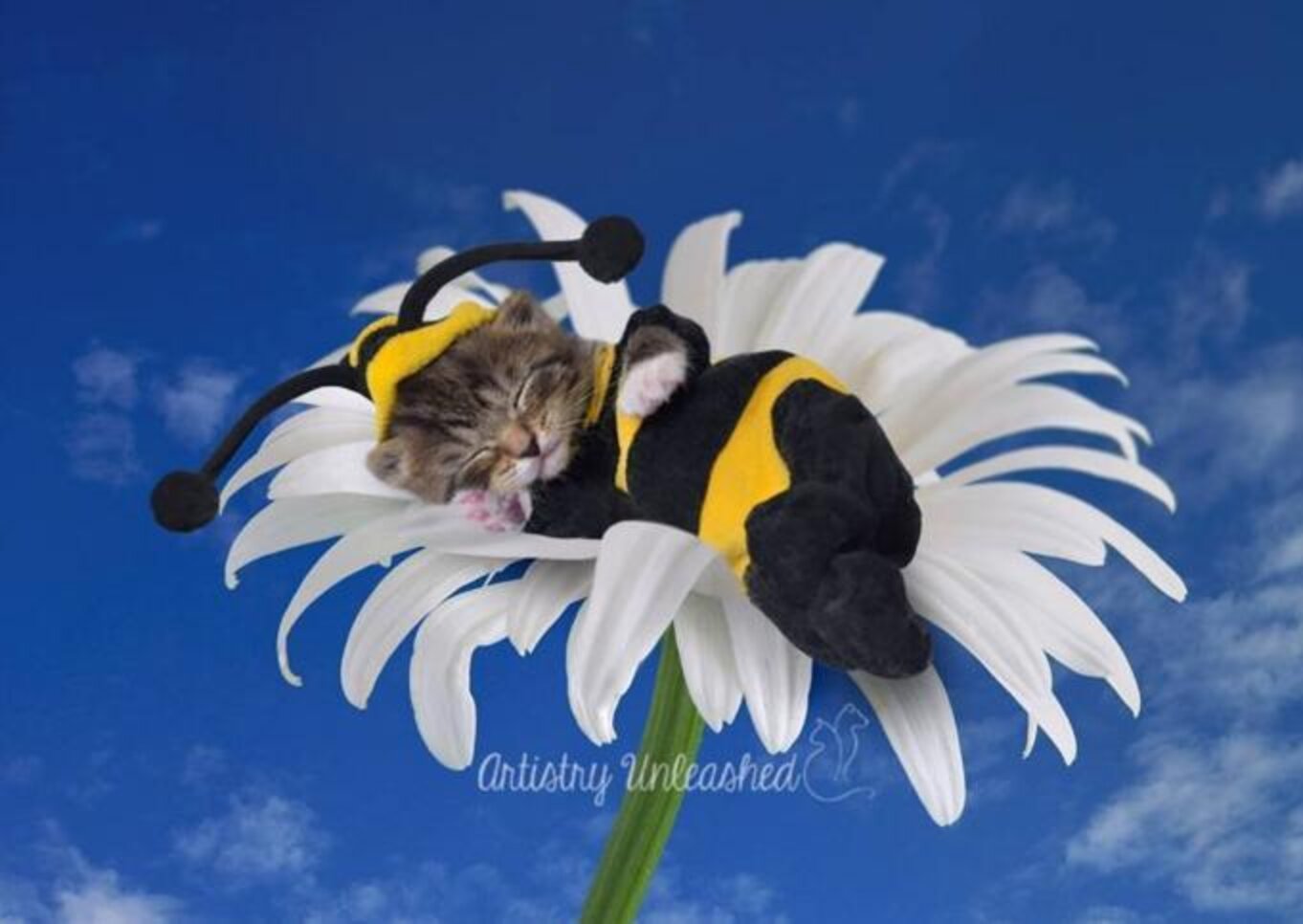 Pregnant Cat KNOWS She Looks Good In Her Maternity Shoot - The Dodo