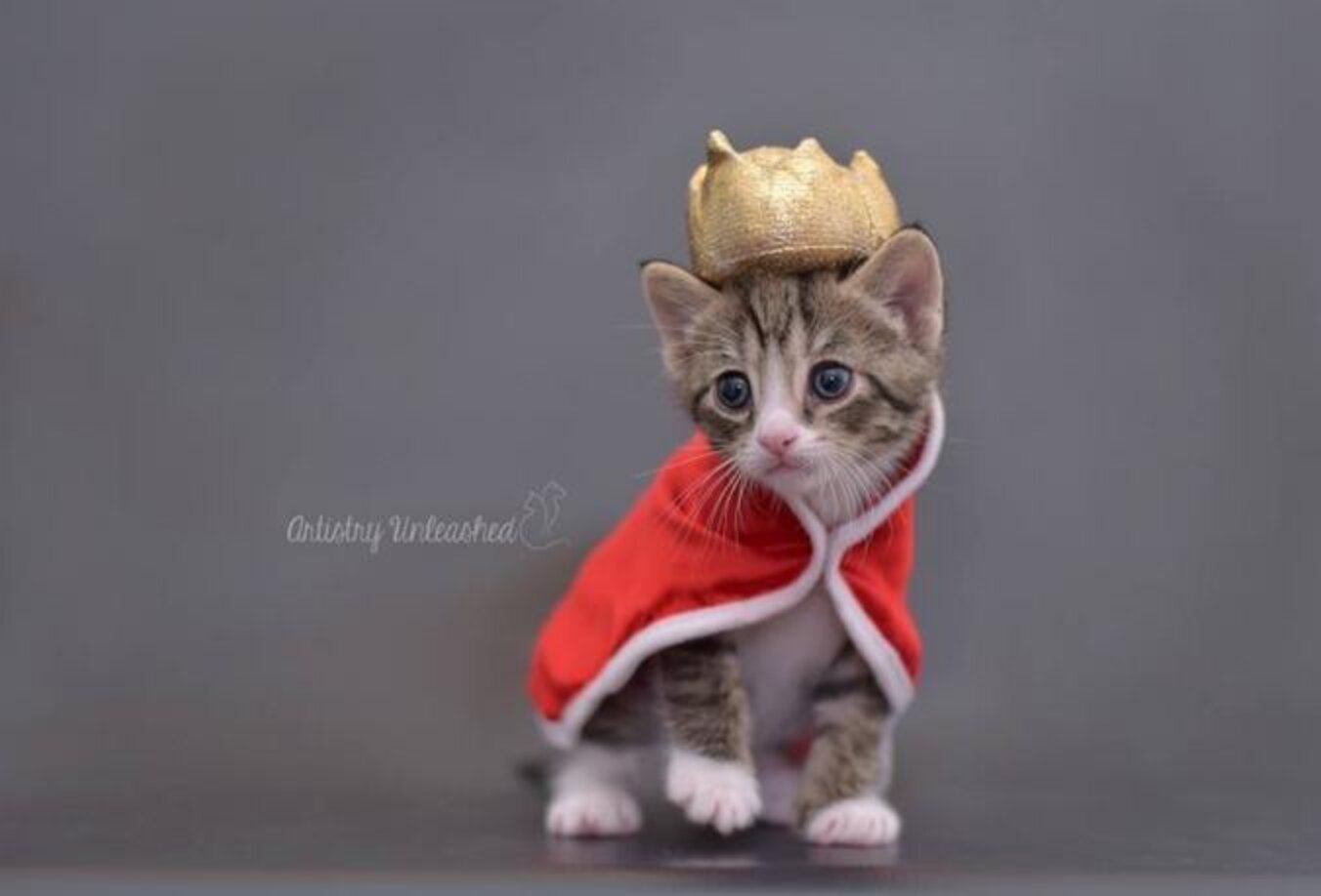 Pregnant Cat KNOWS She Looks Good In Her Maternity Shoot - The Dodo