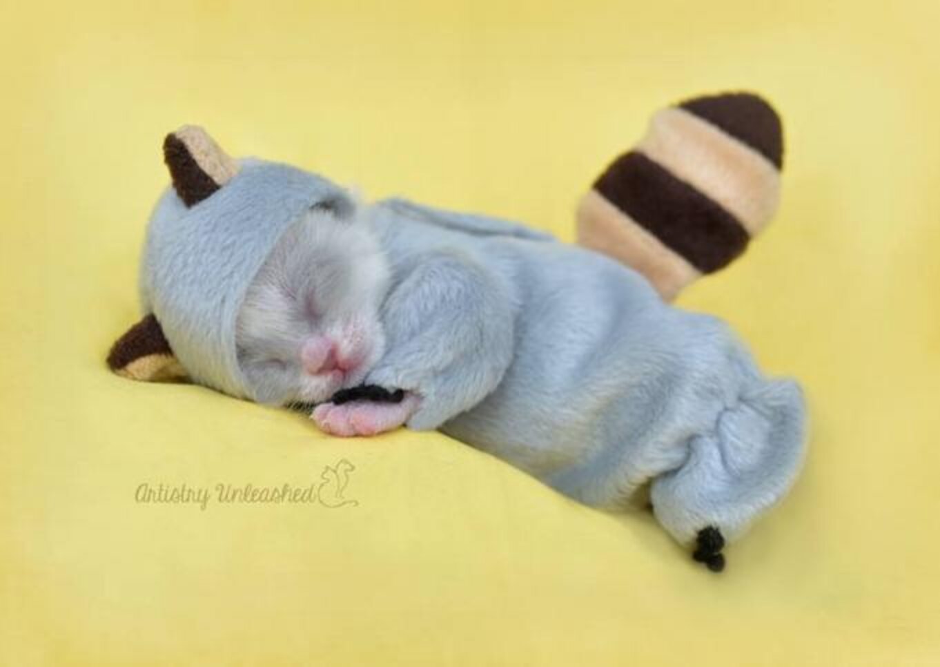 Pregnant Cat KNOWS She Looks Good In Her Maternity Shoot - The Dodo