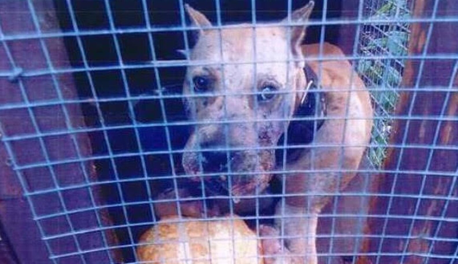 Pit Bull Died A Painful Death. Are His Friends In Danger Too? - The Dodo