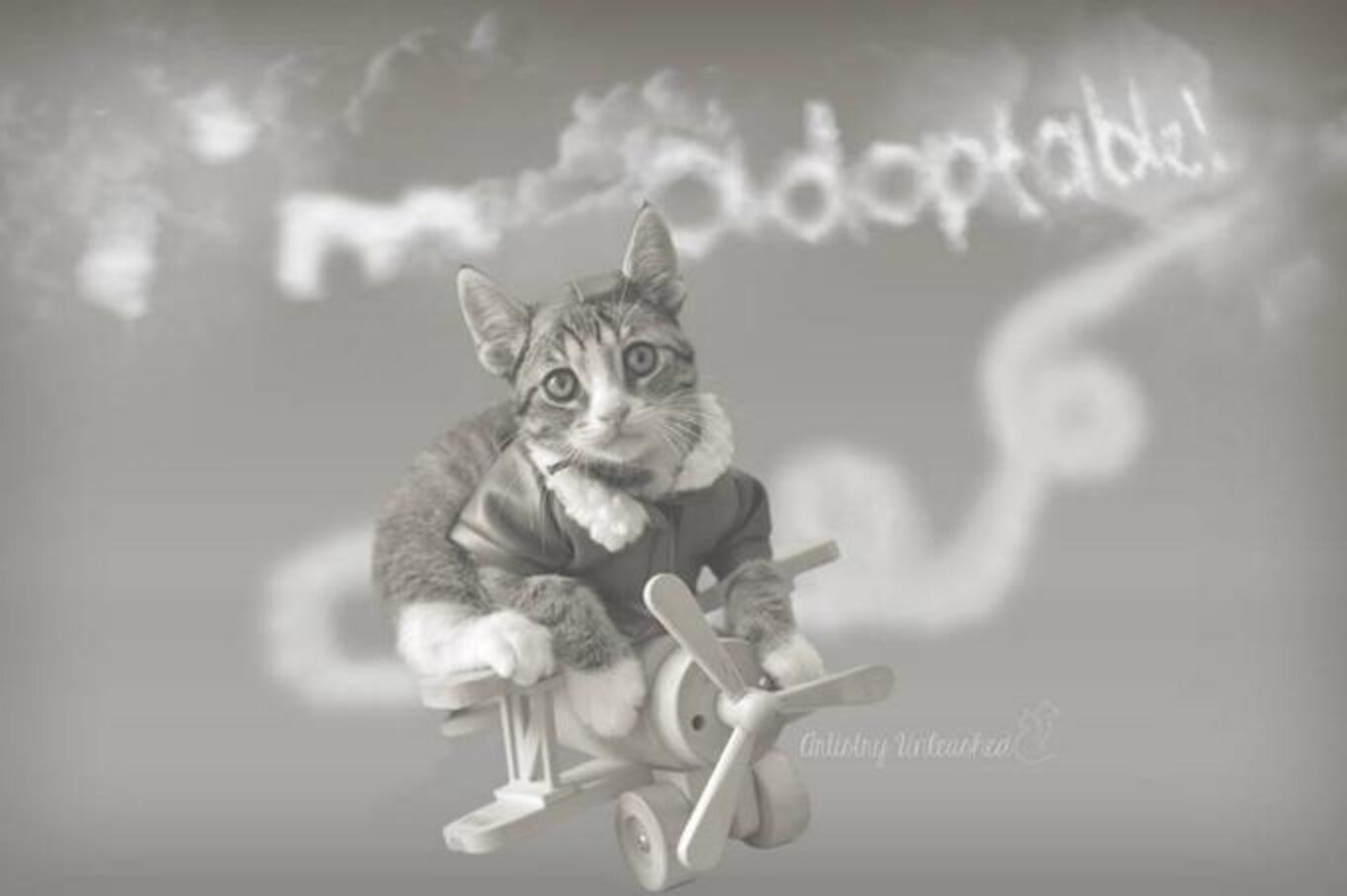 Pregnant Cat KNOWS She Looks Good In Her Maternity Shoot - The Dodo