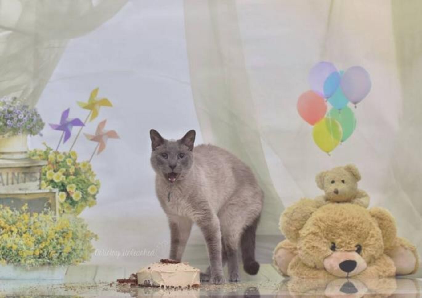 Pregnant Cat KNOWS She Looks Good In Her Maternity Shoot - The Dodo