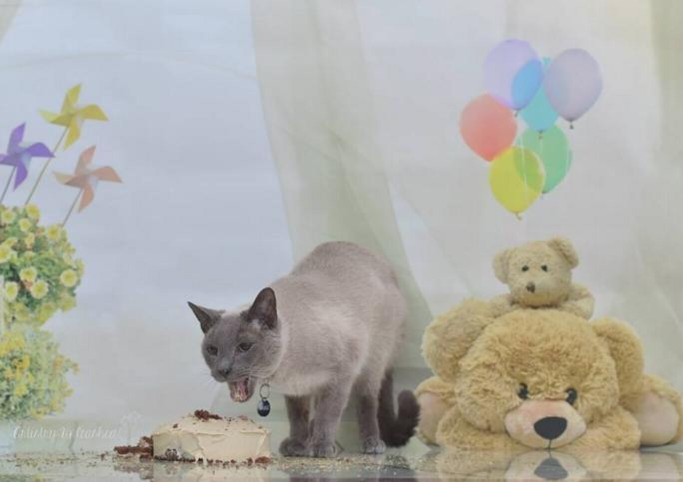 Pregnant Cat KNOWS She Looks Good In Her Maternity Shoot - The Dodo