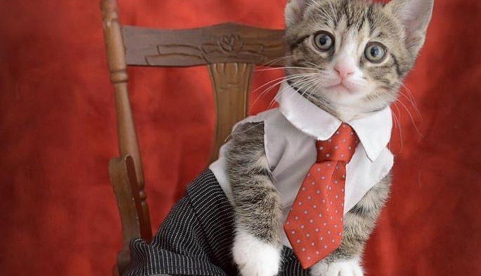 Pregnant Cat KNOWS She Looks Good In Her Maternity Shoot - The Dodo