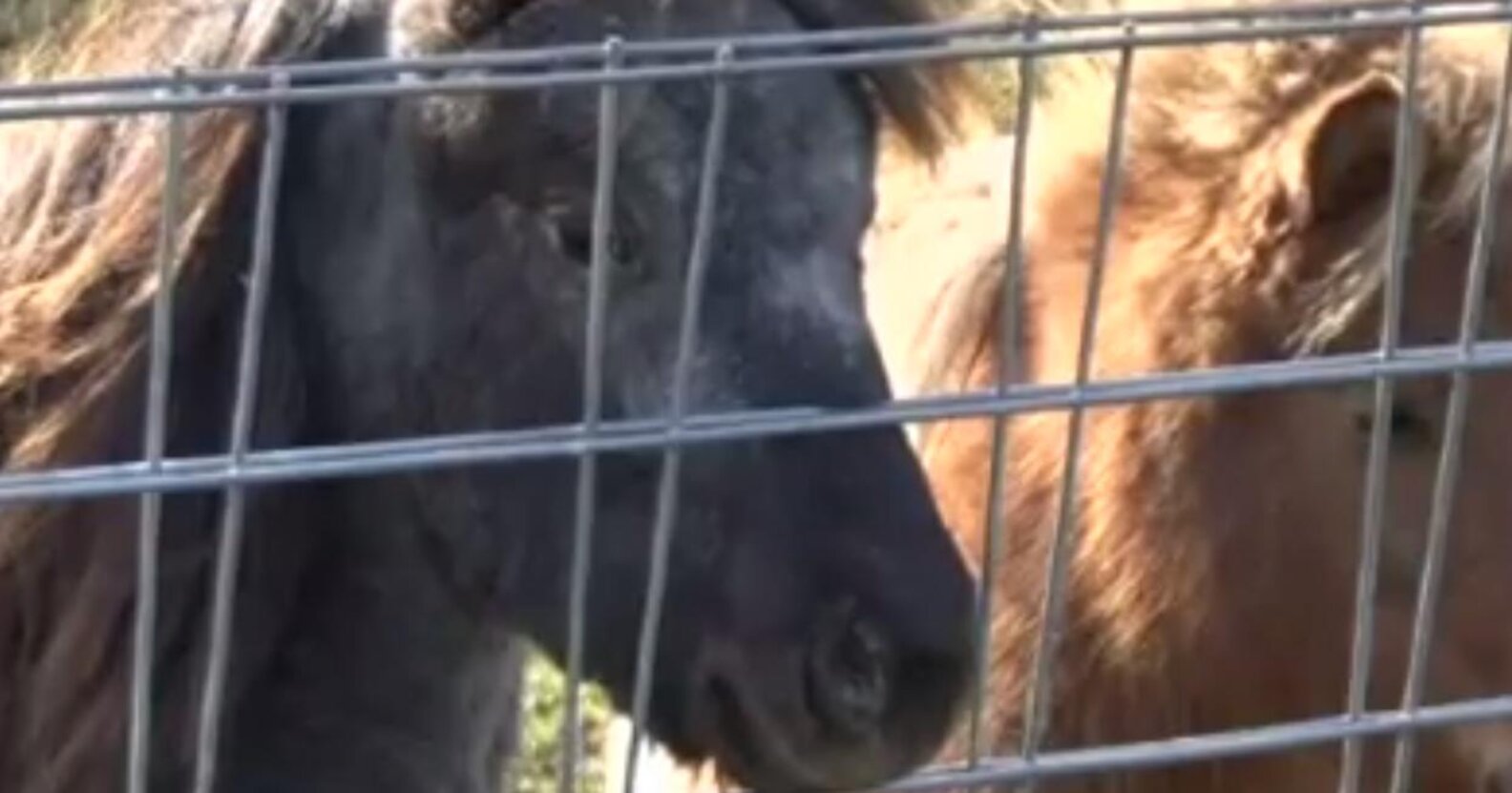 Why Do People Who Abuse Animals Get To Own Them Again? And Again. - The ...