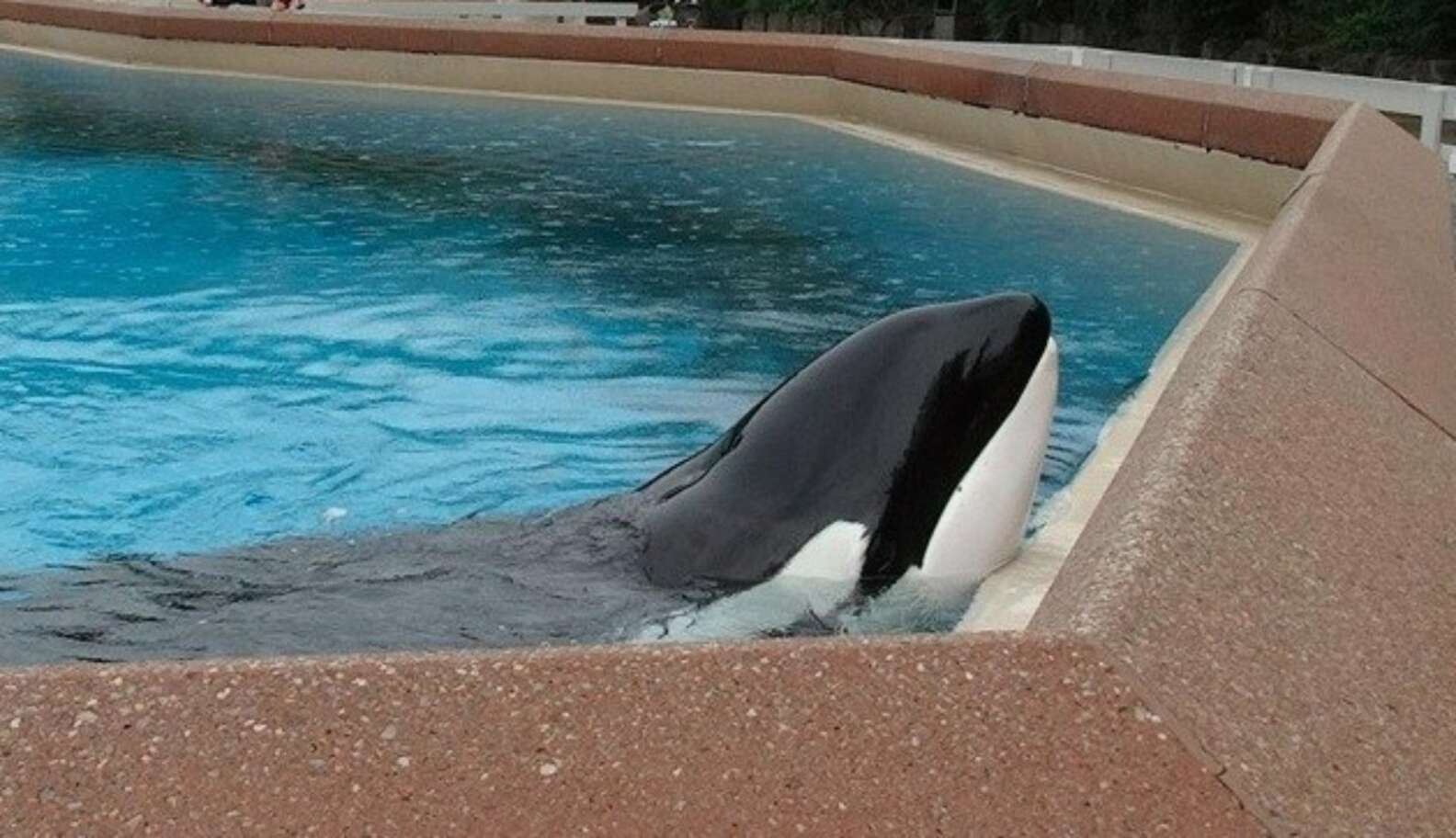 It’s Time To Relocate Kiska, The “World’s Loneliest Orca” - The Dodo