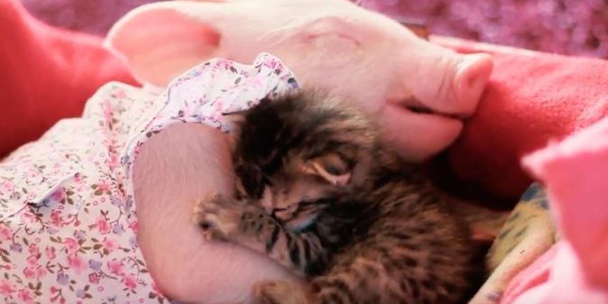 Rescued Piglet Loves To Cuddle Her New Kitten - The Dodo