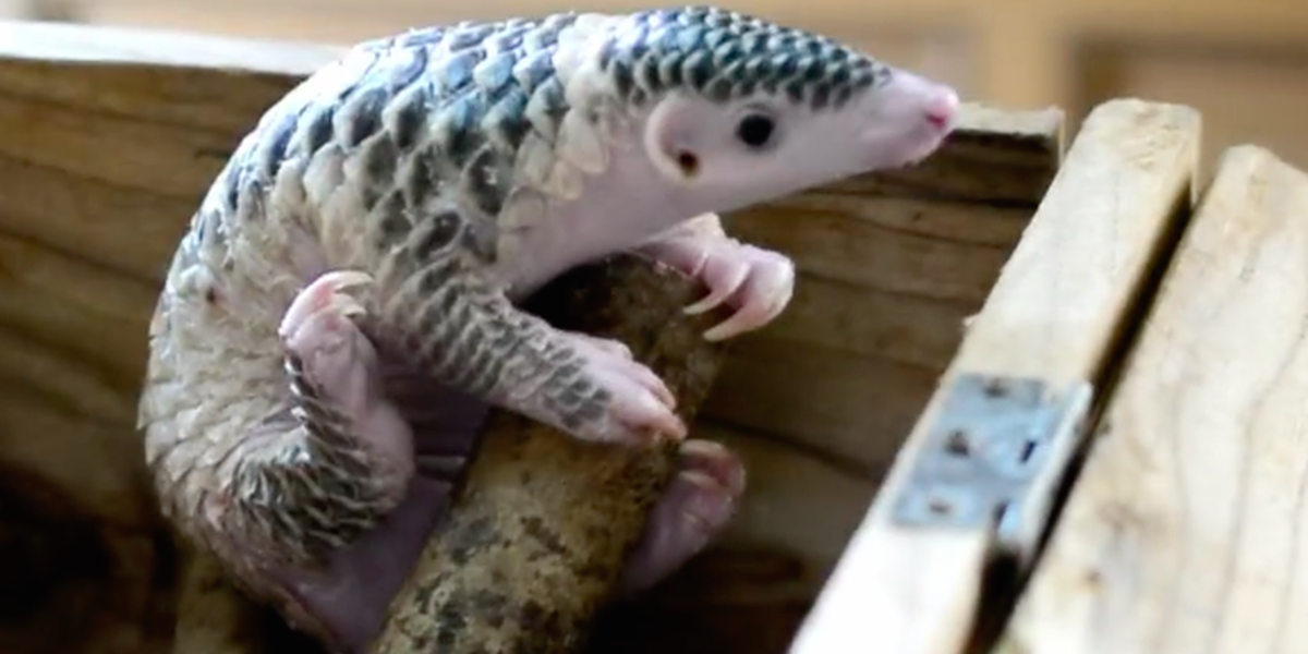 Pangolin Seized From Traffickers Recovers At Vietnam Rescue - The Dodo