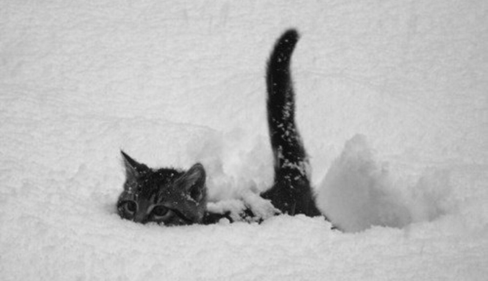 8 Cats Who Seriously Miscalculated The Depth Of This Snow - The Dodo