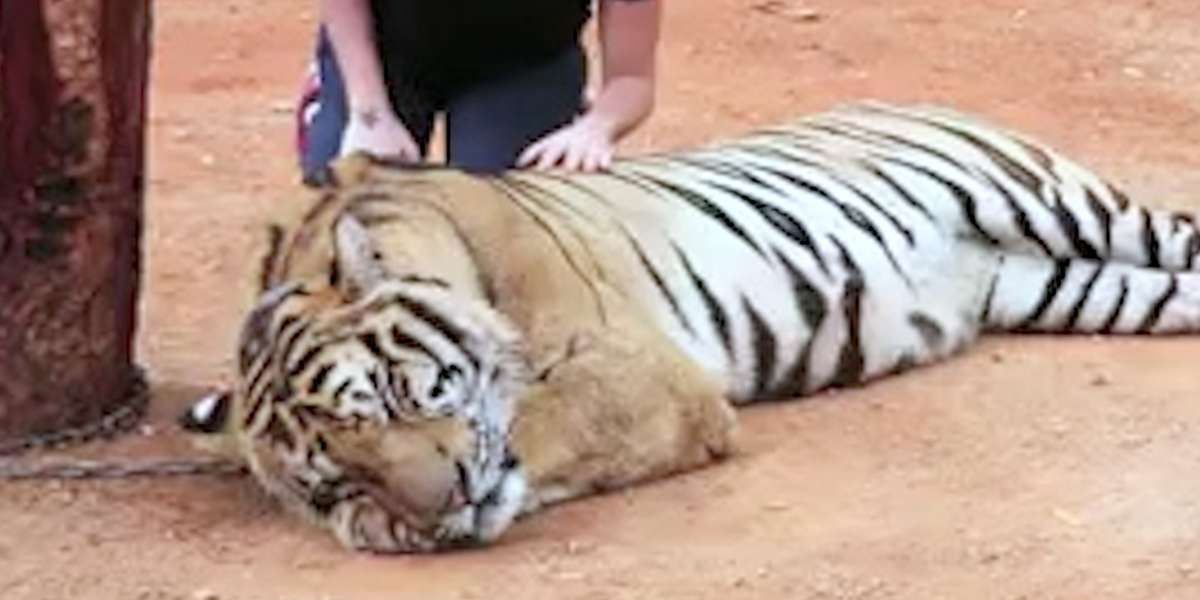 4 Signs A Place Is Bad For Animals - The Dodo