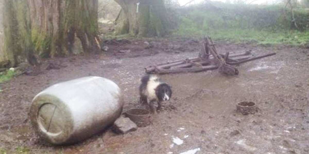 Dog Chained Outside Farm Is Finally Free From His Muddy ‘Home’ - The Dodo