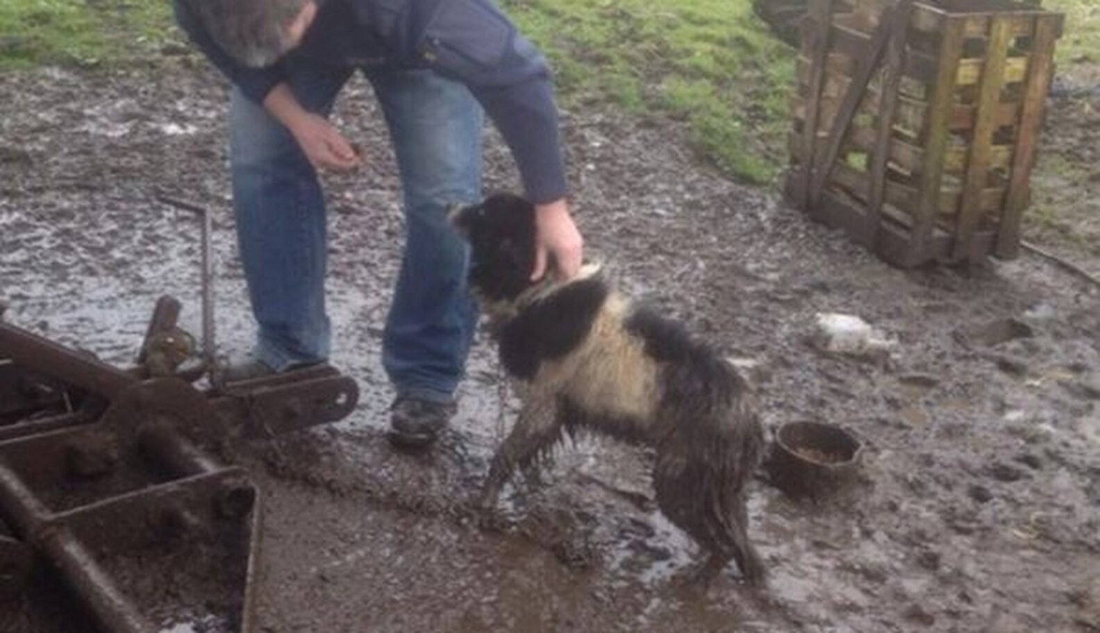 Dog Chained Outside Farm Is Finally Free From His Muddy ‘Home’ - The Dodo