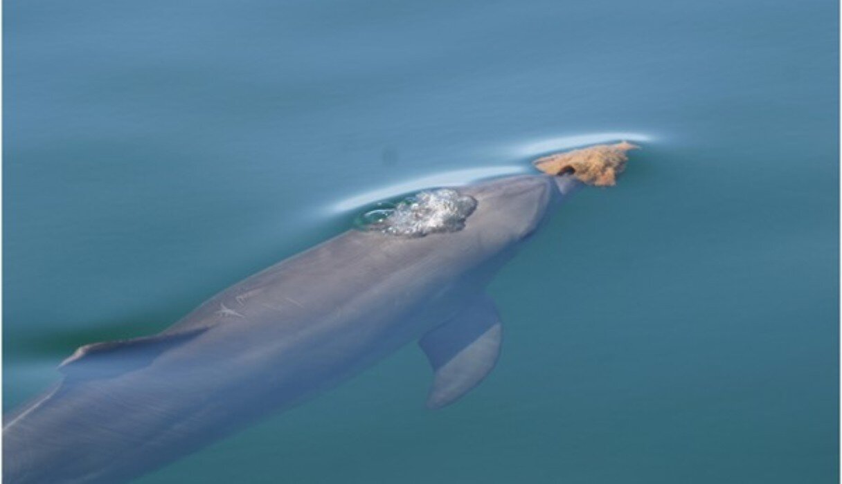 Deep Thinkers: Dolphins Have Big Brains, Use Tools And Show Creativity ...