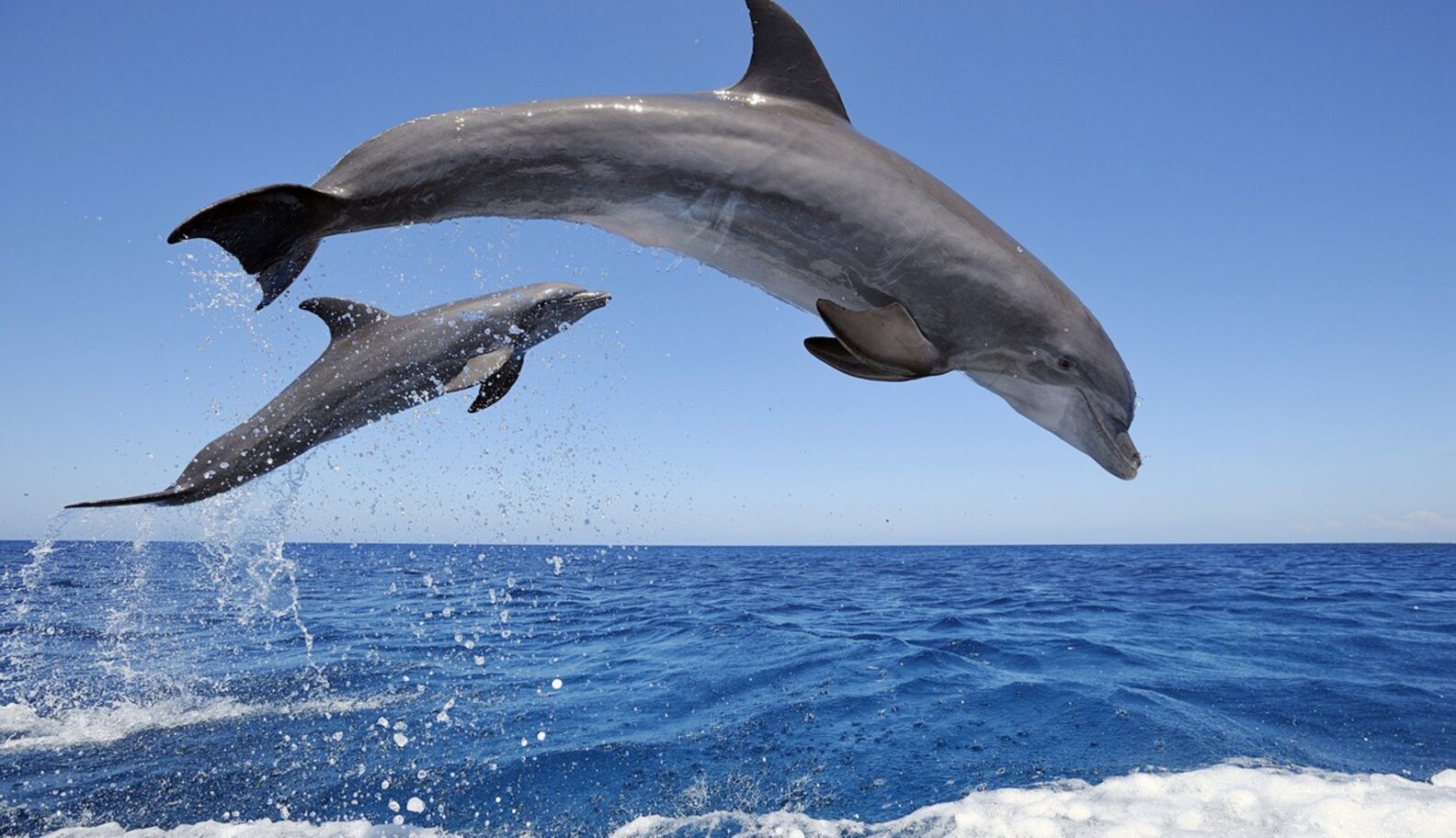 Are swim-with programs worth it? - The Dodo