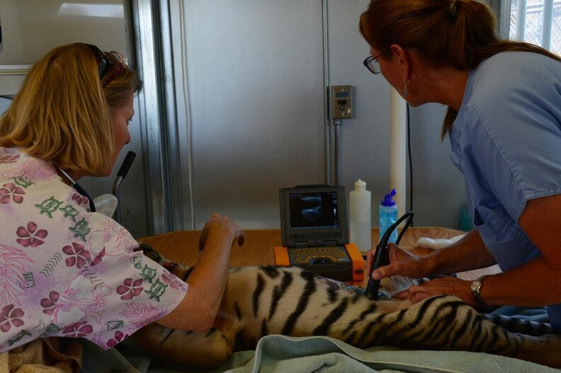 Anonymous Woman Surrenders Tiger Cub At Shelter - The Dodo