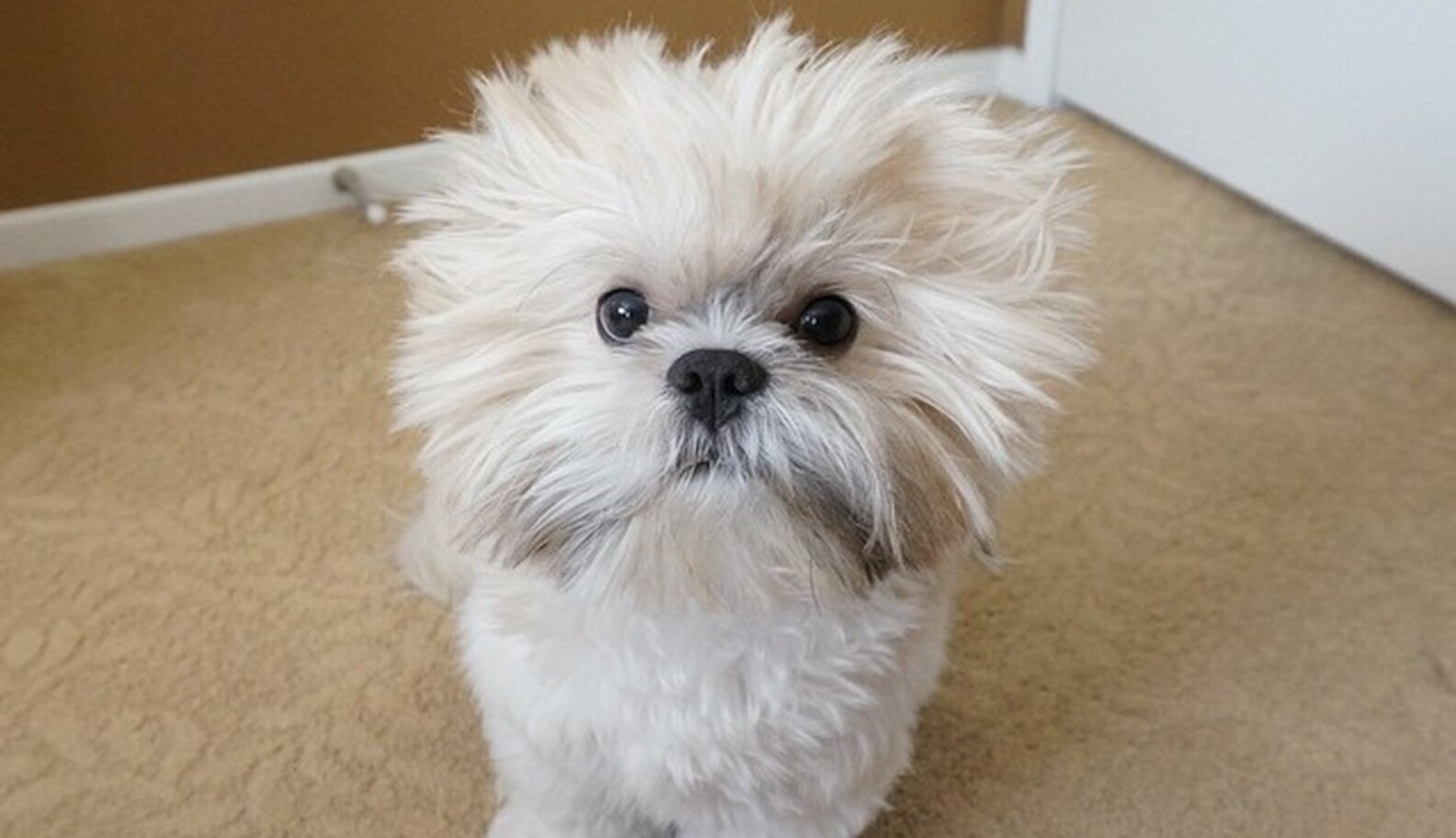 Shih Tzus Are Guaranteed To Brighten Your Day - The Dodo