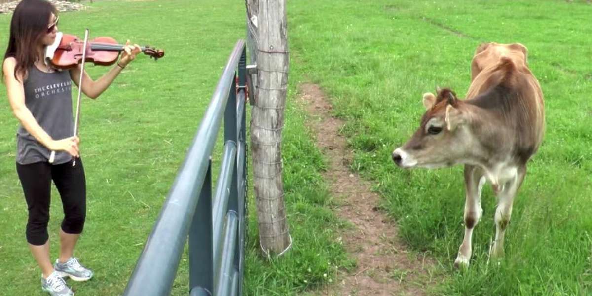 Cows Stop Everything Just To Listen To Classical Music - The Dodo