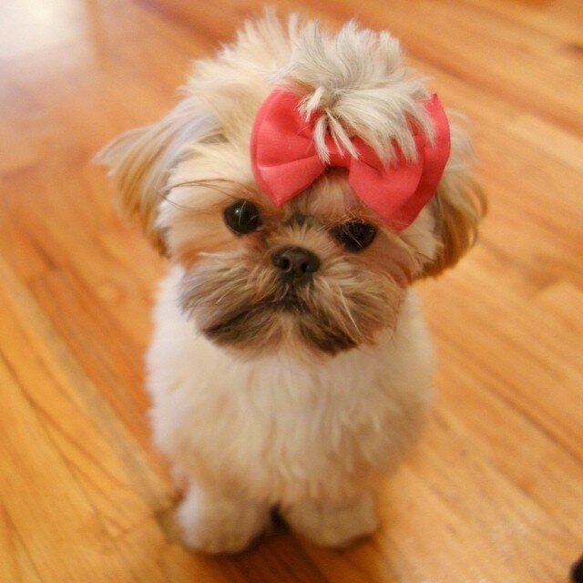 Shih Tzus Are Guaranteed To Brighten Your Day - The Dodo
