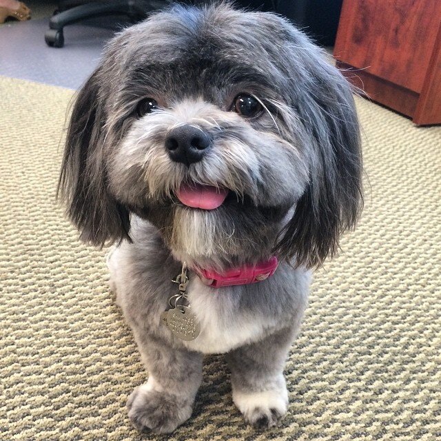 Shih Tzus Are Guaranteed To Brighten Your Day - The Dodo