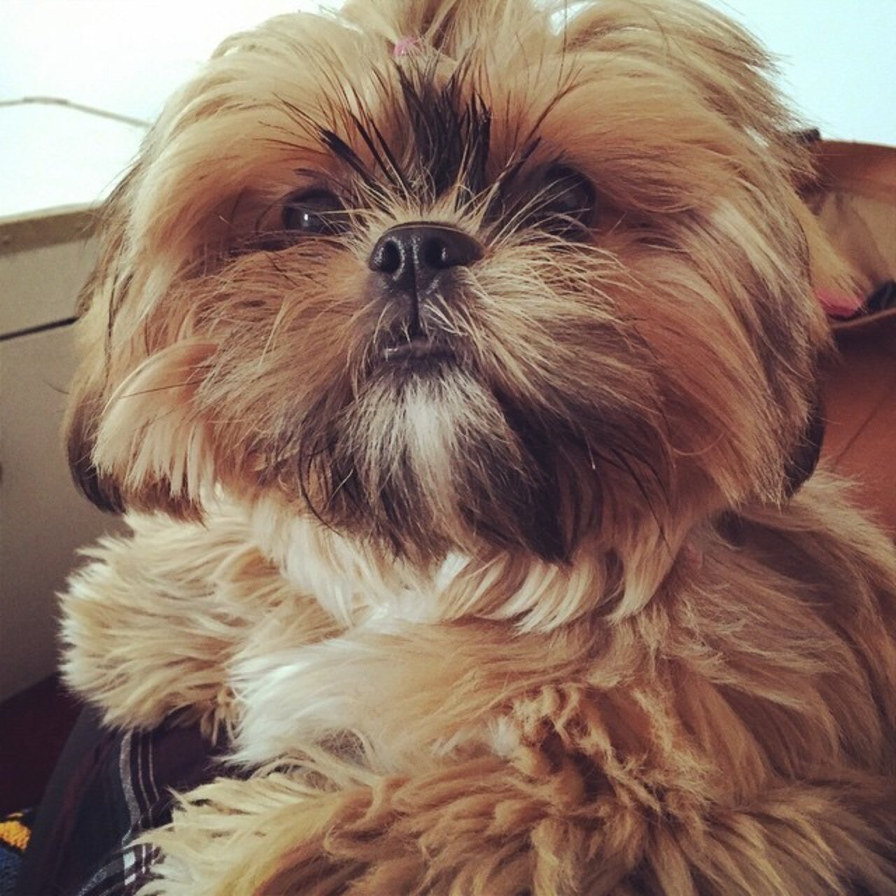 Shih Tzus Are Guaranteed To Brighten Your Day - The Dodo