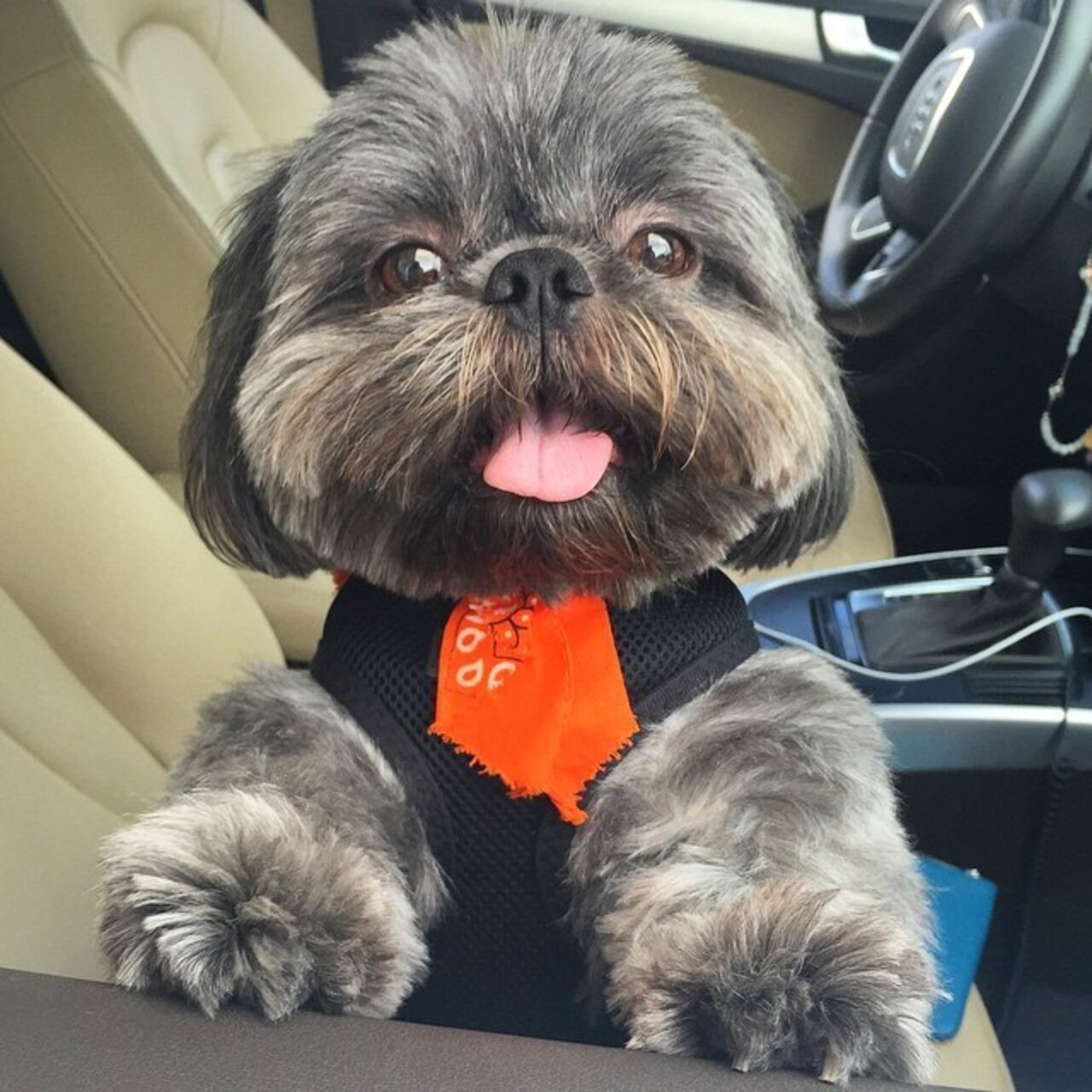Shih Tzus Are Guaranteed To Brighten Your Day - The Dodo