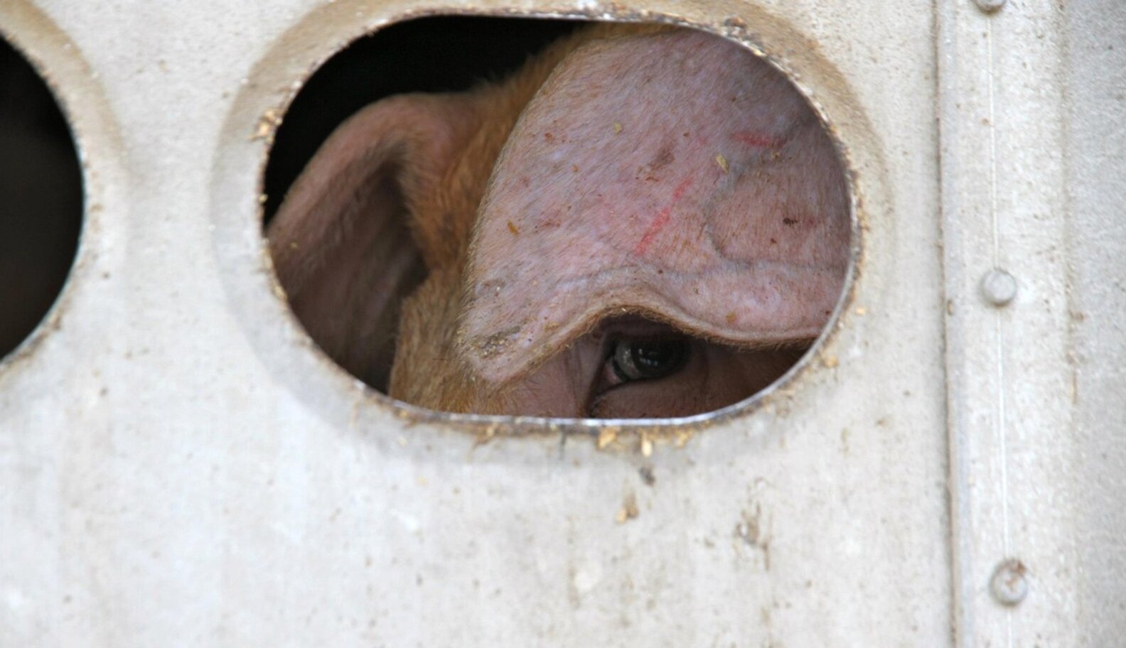 Do Animals Really Cry? - The Dodo