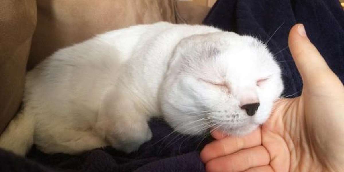 Senior Cat Who Lost His Ears Has A Mom Who Thinks He's Perfect - The Dodo