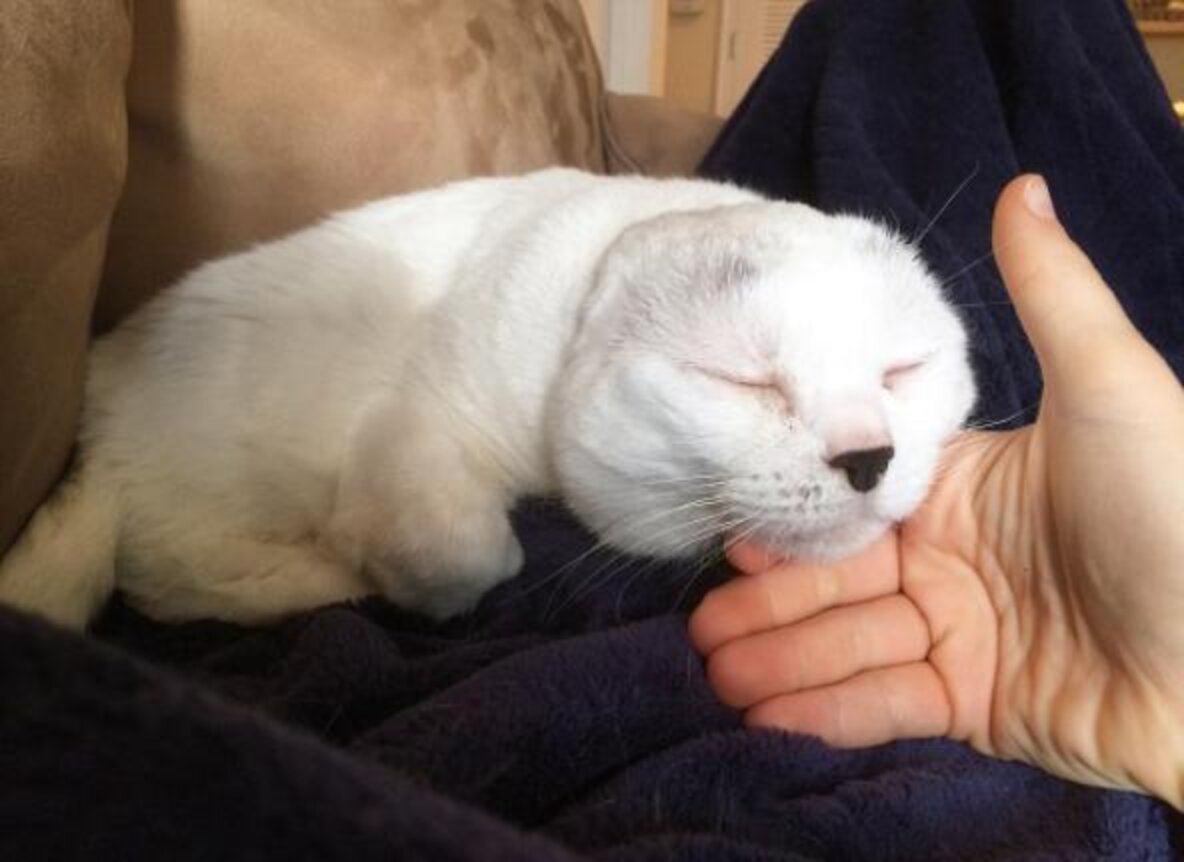 Senior Cat Who Lost His Ears Has A Mom Who Thinks He's Perfect - The Dodo