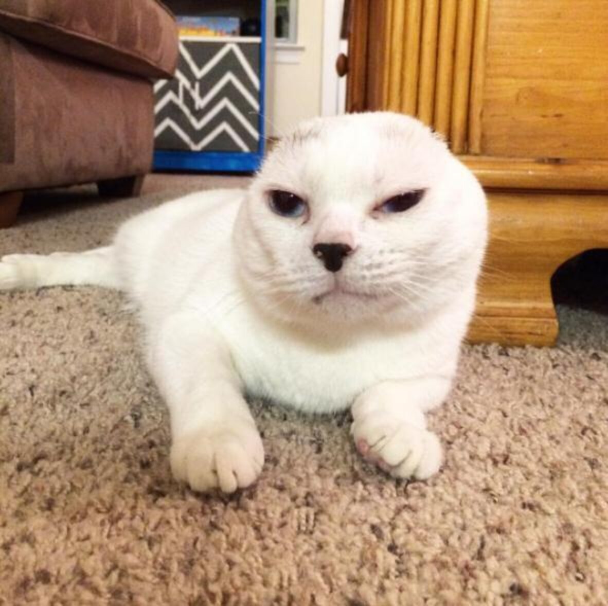 Senior Cat Who Lost His Ears Has A Mom Who Thinks He's Perfect - The Dodo