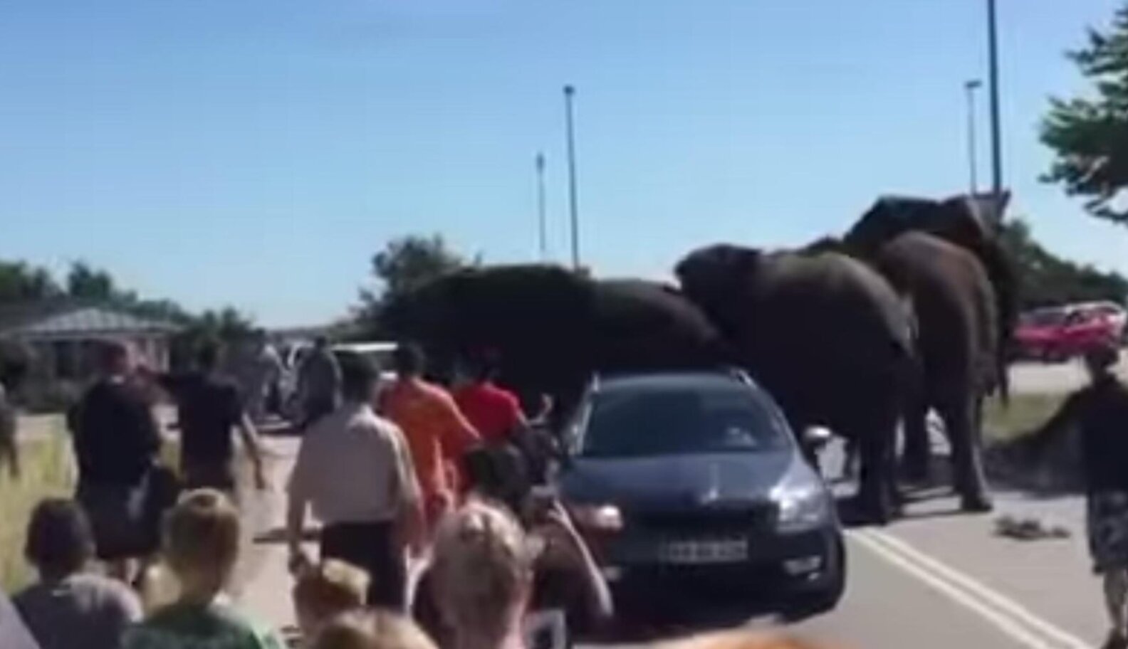 Fed-Up Circus Elephants Rally Together To Fight Back Against Abusers ...