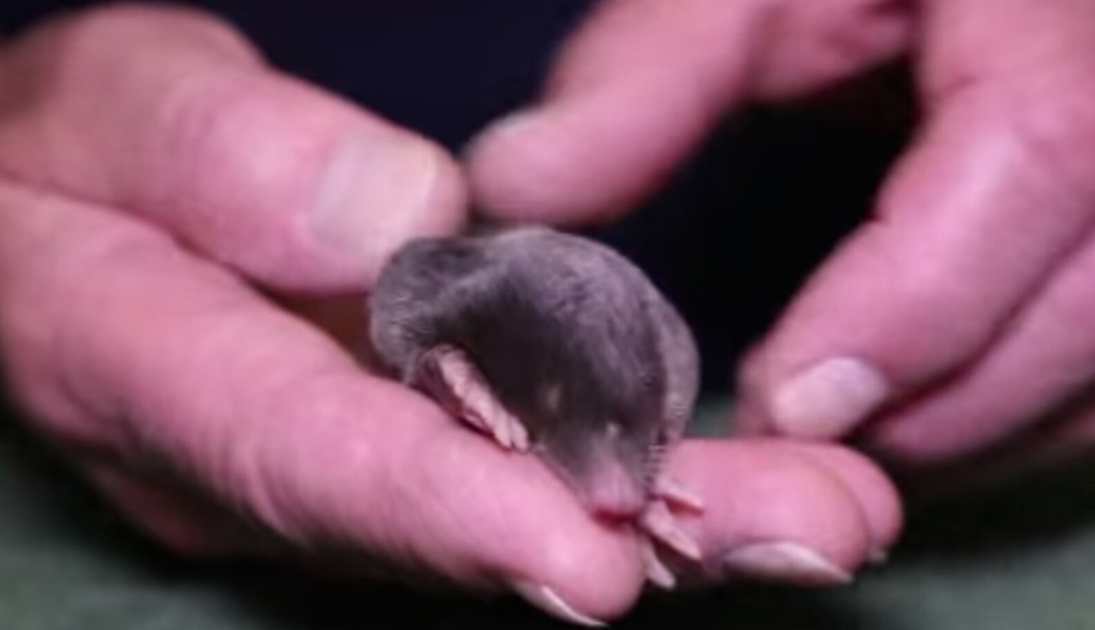 What Happens When A Wriggly Little Mole Is Found Above Ground - The Dodo