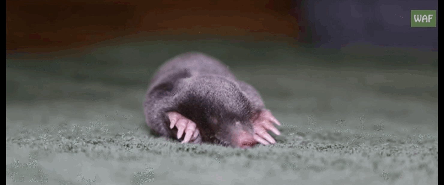 What Happens When A Wriggly Little Mole Is Found Above Ground - The Dodo
