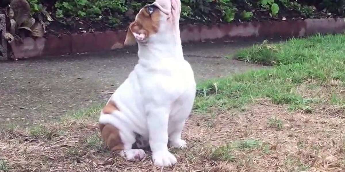 Tiny Bulldog Has Mind Blown By First Encounter With Rain - The Dodo