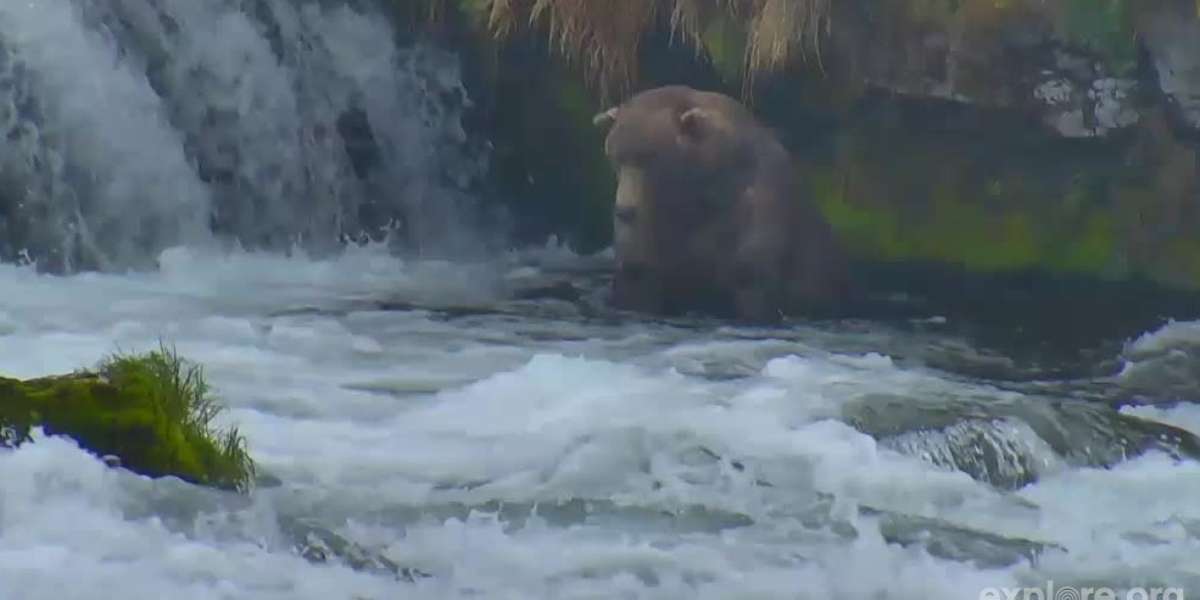 WATCH LIVE: Brown Bears Splash Around In Nature - The Dodo
