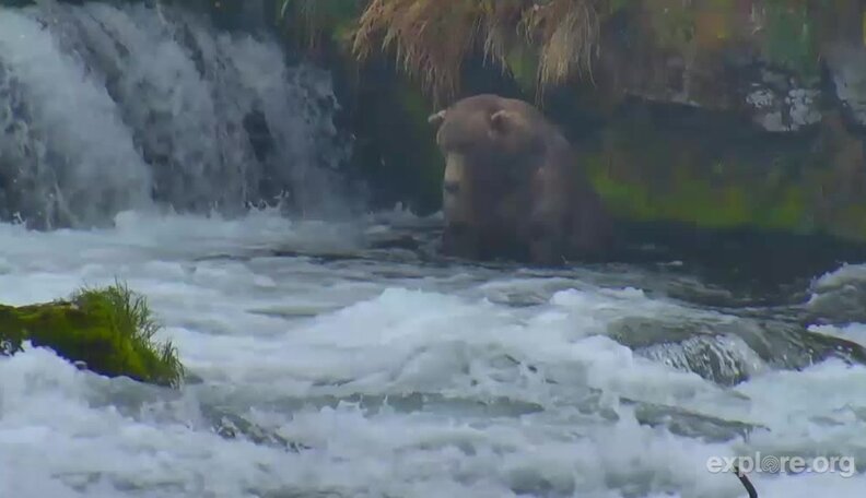 WATCH LIVE: Brown Bears Splash Around In Nature - The Dodo