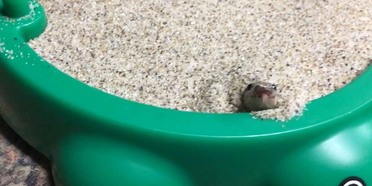 Snake Loves His New Sandbox - The Dodo