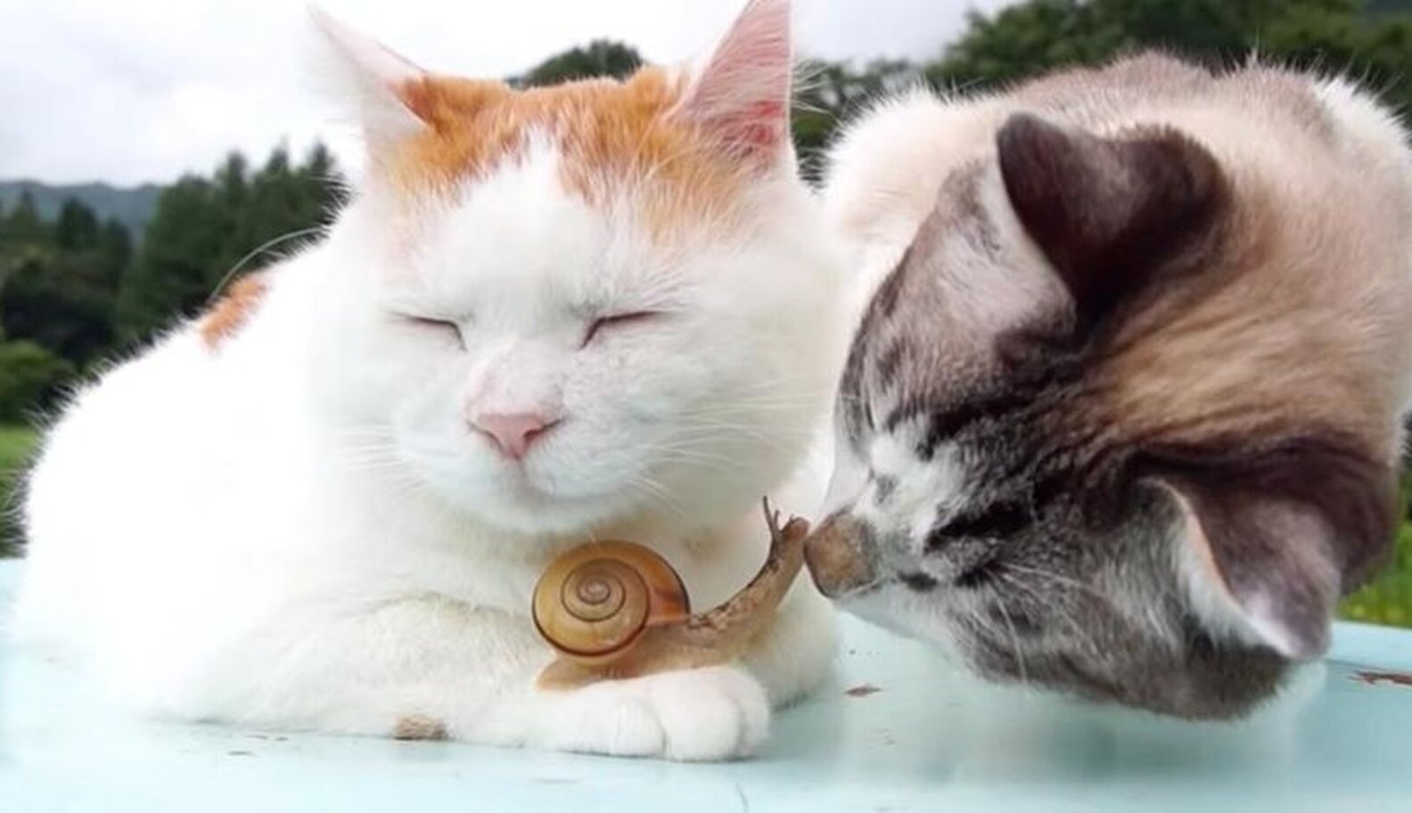 Cat Lovingly Nuzzles His Little Snail Friend - The Dodo