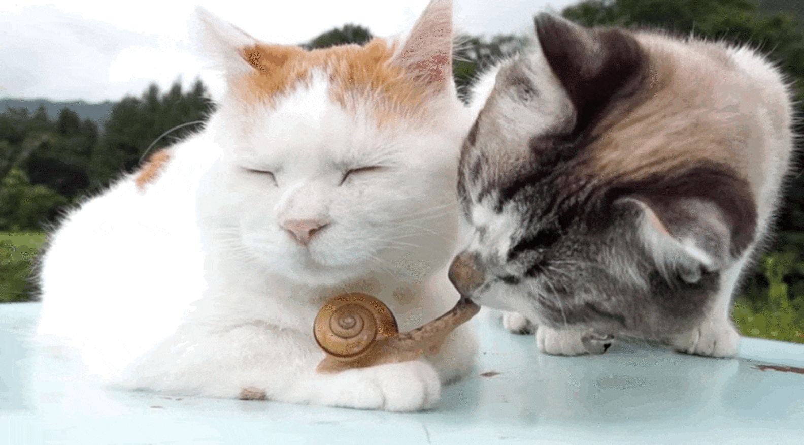 Cat Lovingly Nuzzles His Little Snail Friend - The Dodo