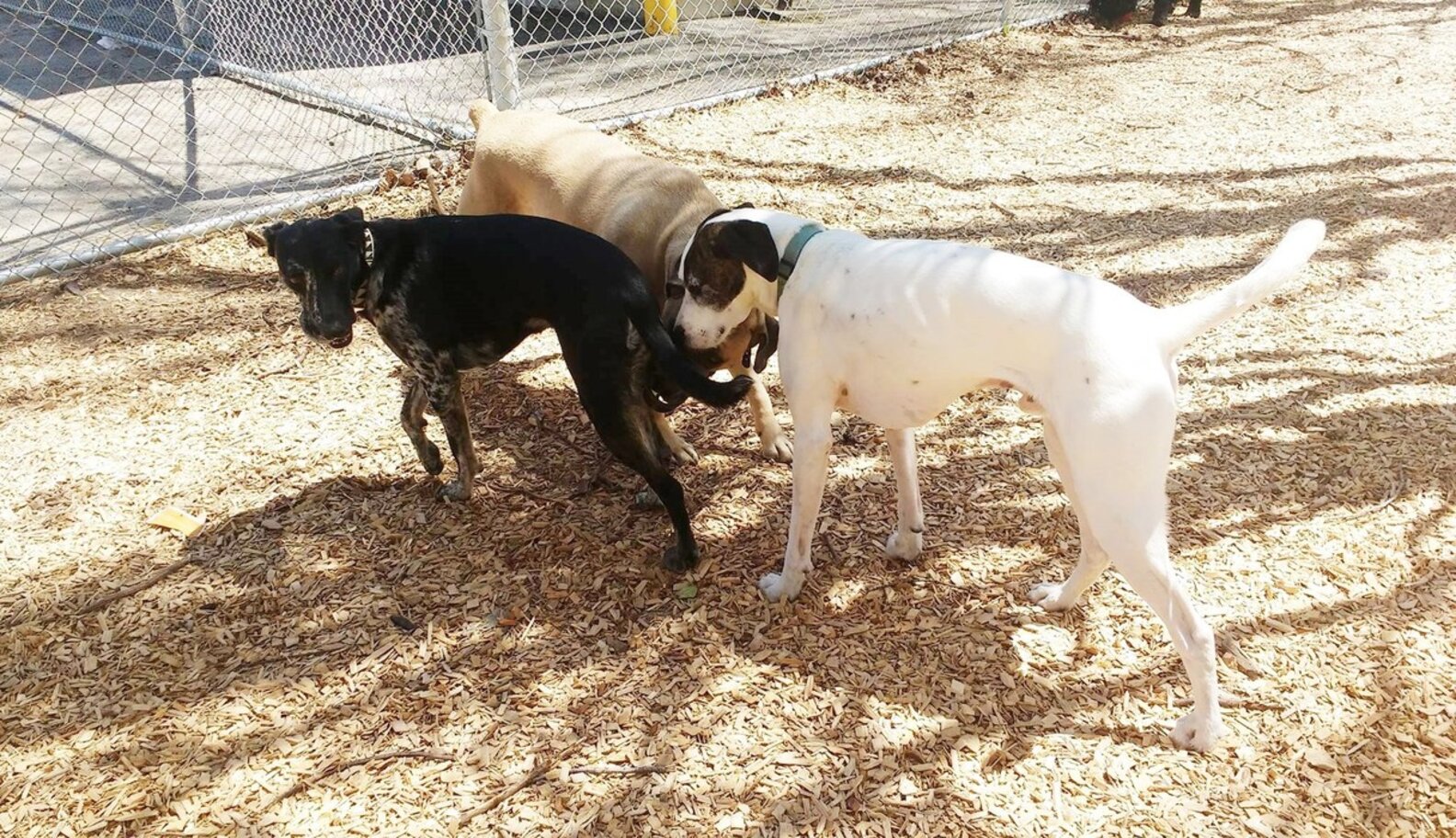 Why Do Dogs Stick Their Butts In Your Face? - The Dodo