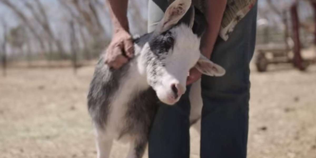 Sweet Blind Goat Continues To Defy The Odds - The Dodo