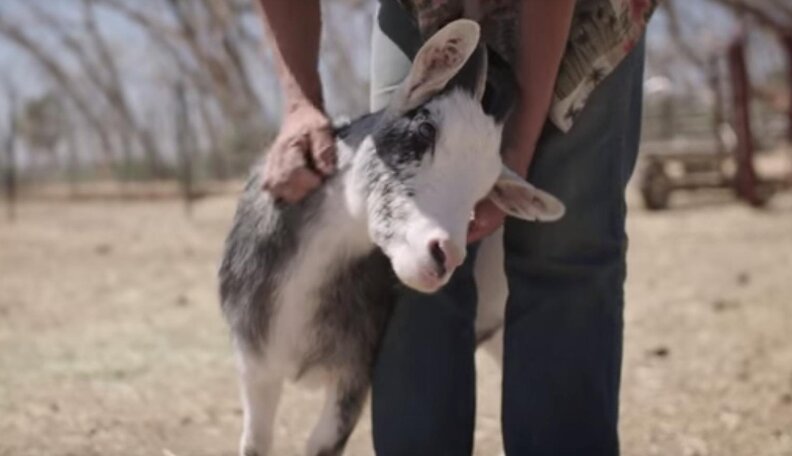 Sweet Blind Goat Continues To Defy The Odds - The Dodo