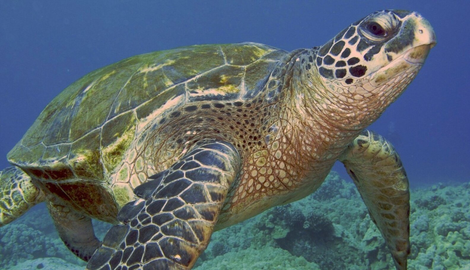 Injured Sea Turtle Checks Himself In To Turtle Hospital - The Dodo