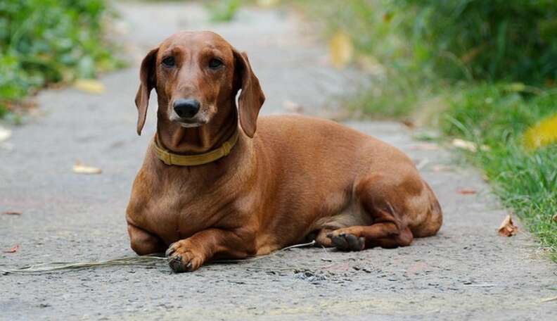 I’m A Reincarnated Wiener Dog Named Wimpy - The Dodo