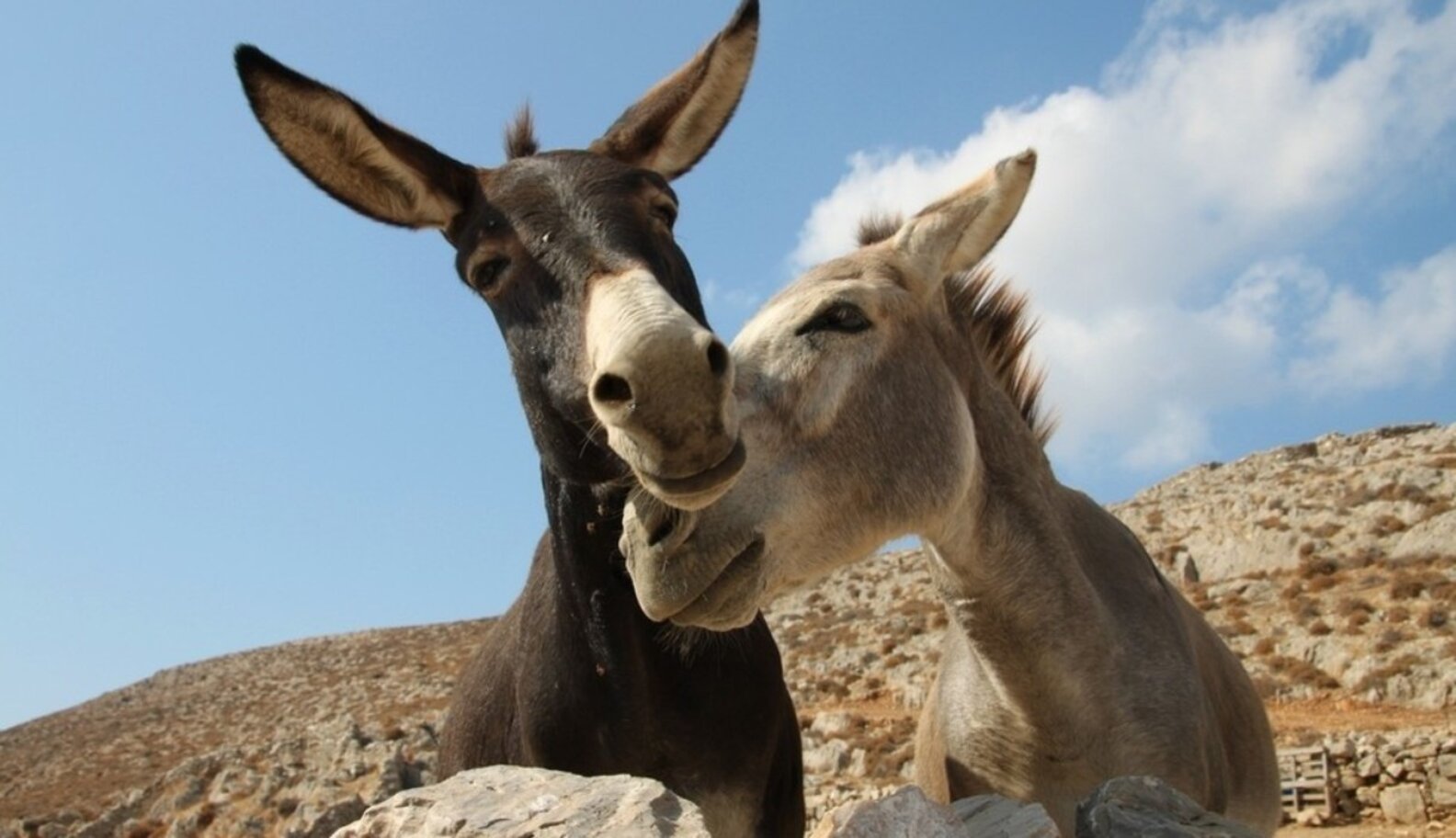 15 Donkeys Who Prove They're Secretly The Cutest Animal - The Dodo